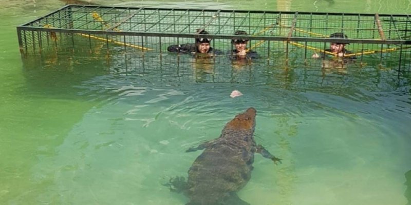 ADVENTURE Tour: Cheetah Encounter, Crocodile Cage Diving, Lion Feeding ...